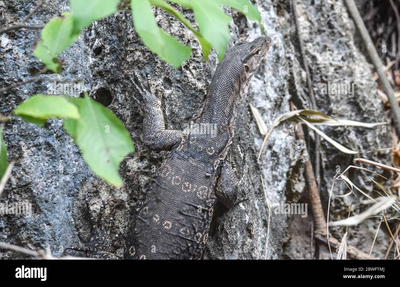 Asian water monitor teeth hi-res stock photography and images - Alamy