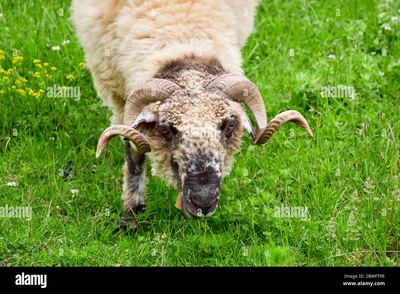 Ram sheep closeup ovis hi-res stock photography and images - Alamy