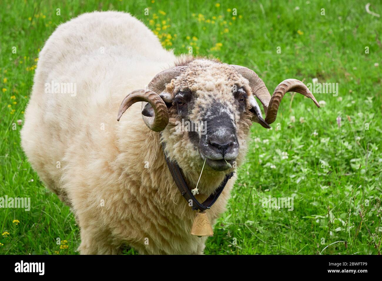 Ram sheep with a bell on the neck (Ovis aries Stock Photo - Alamy