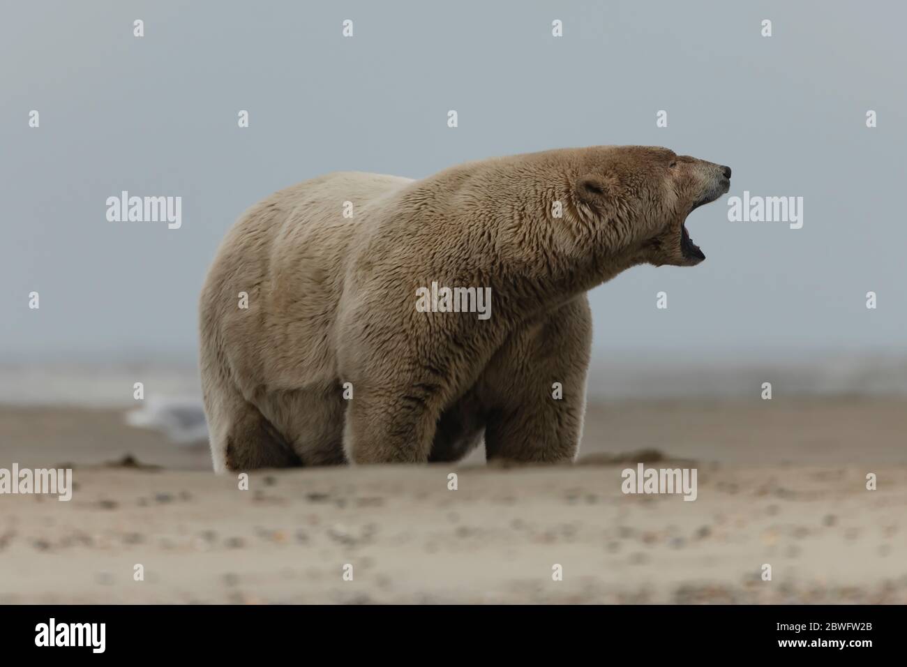 Fat Albert takes a big yawn. ALASKA, USA: PHOTOGRAPHER snaps a TEN ...