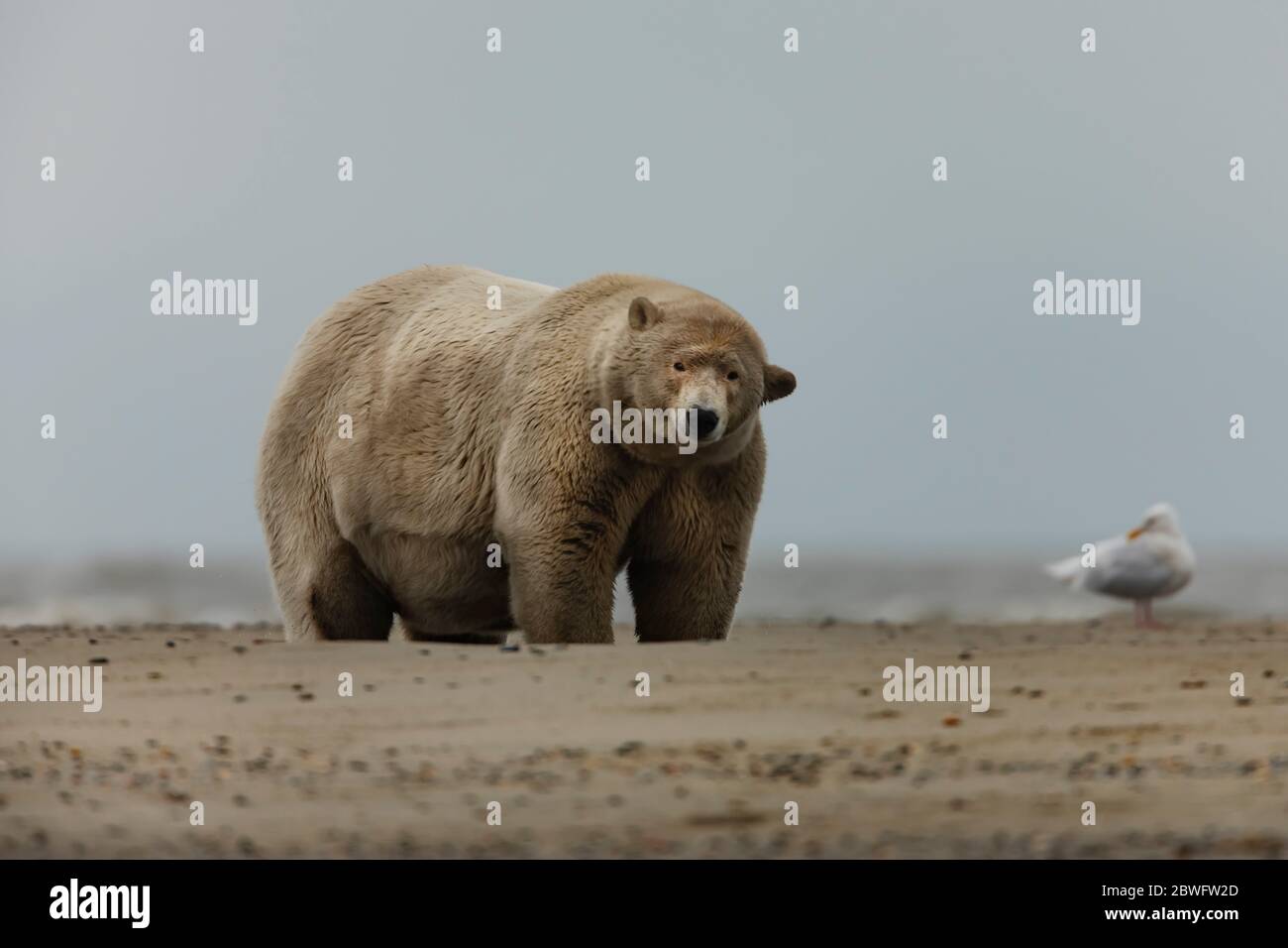 SIZE COMPARISON - Fat Albert looks at cameraman Edward Boudreau (56 ...