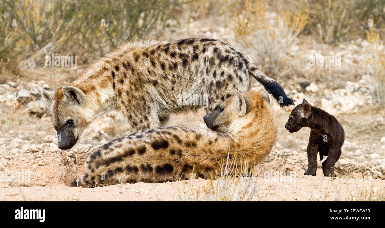 Scarred hyena face hi-res stock photography and images - Alamy
