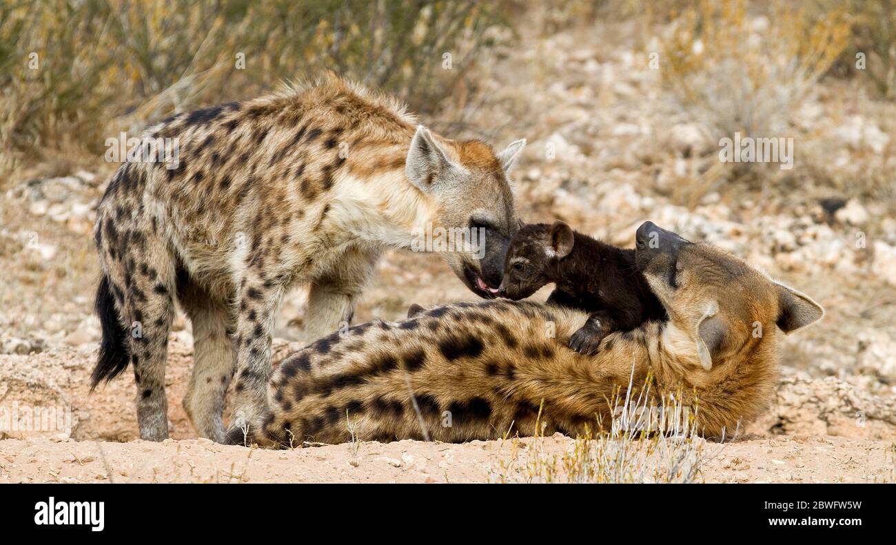 heyna and cubs africa, kgalagadi, kalahari Stock Photo - Alamy