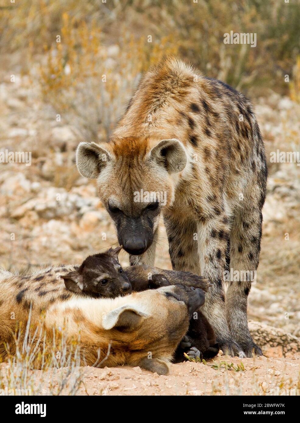 Scarred hyena face hi-res stock photography and images - Alamy