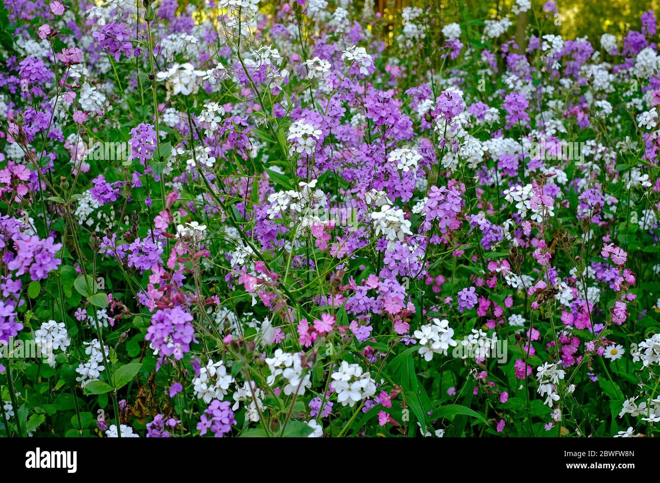 Dame's Violet High Resolution Stock Photography and Images - Alamy