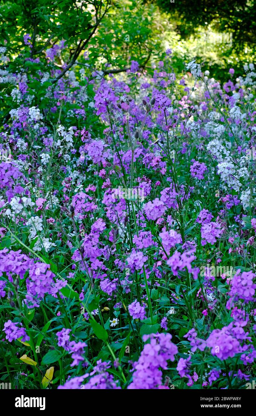 dame's violet flowers in english country garden, norfolk, england Stock ...