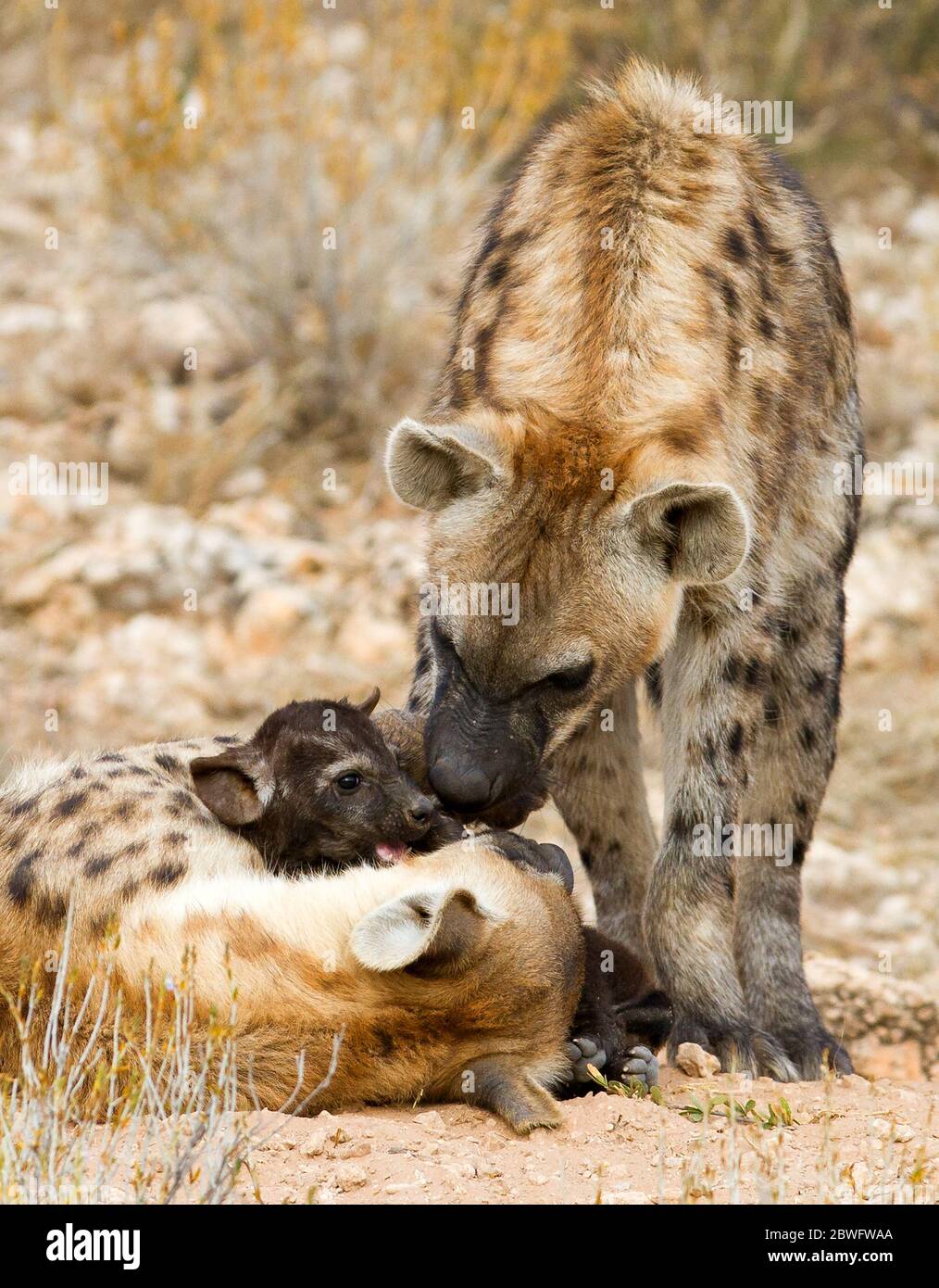 heyna and cubs africa, kgalagadi, kalahari Stock Photo - Alamy