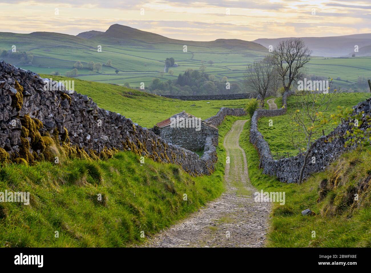 Path runing through the Yorkshire Dales enclosed by drystone walls ...