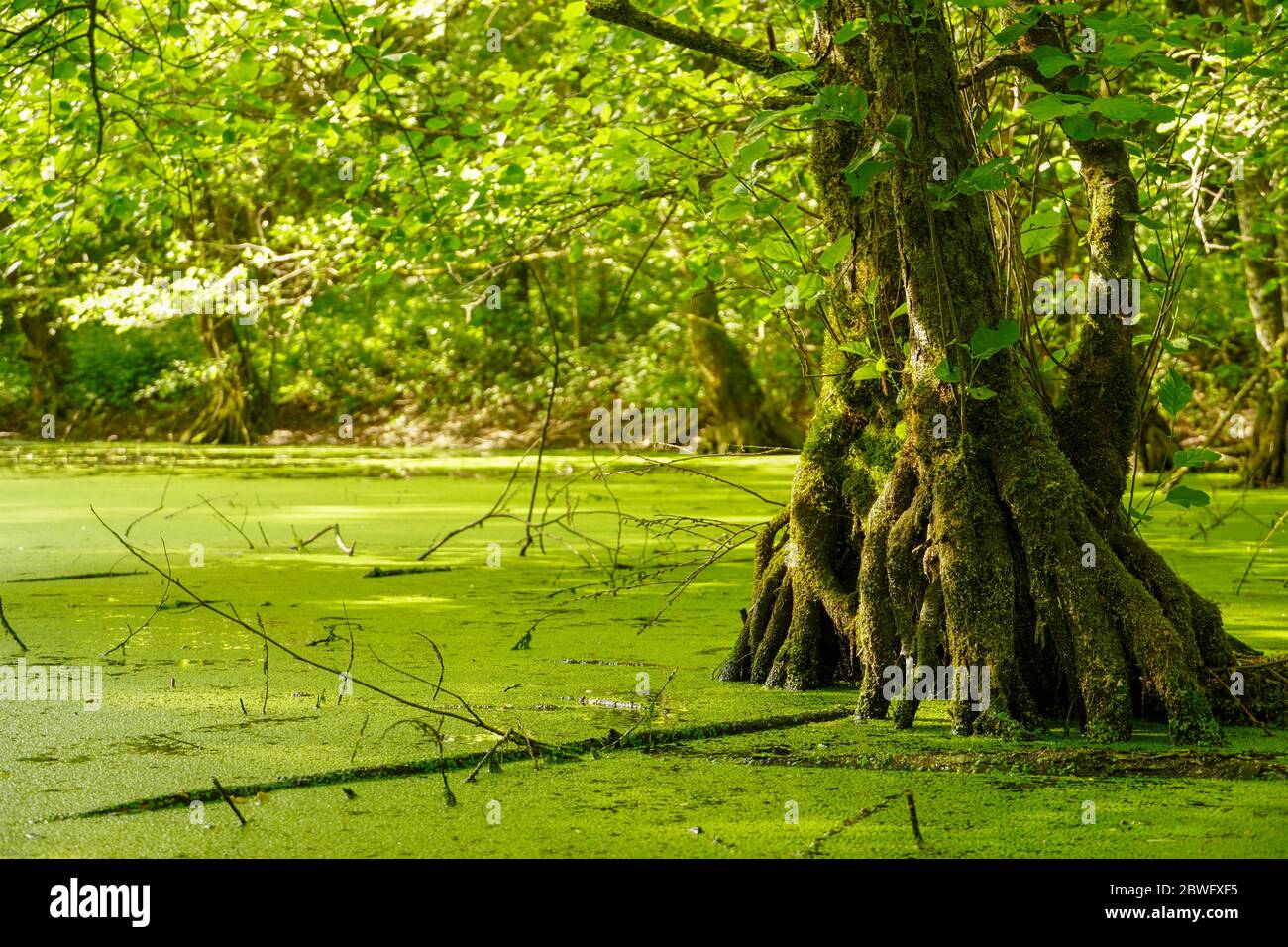 Swamp land hi-res stock photography and images - Alamy
