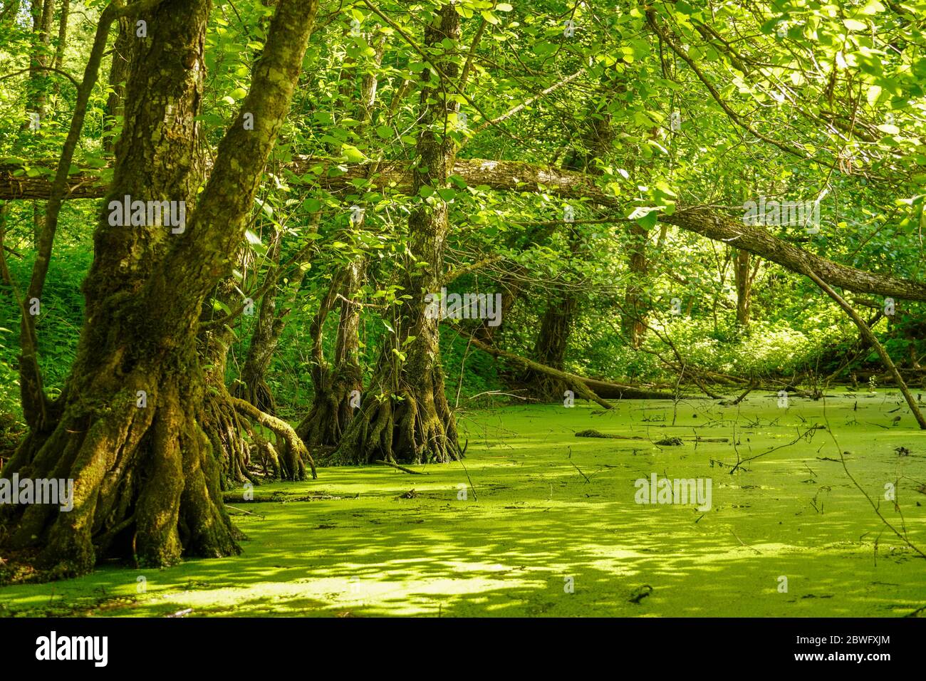 Swampy forest landscape hi-res stock photography and images - Alamy