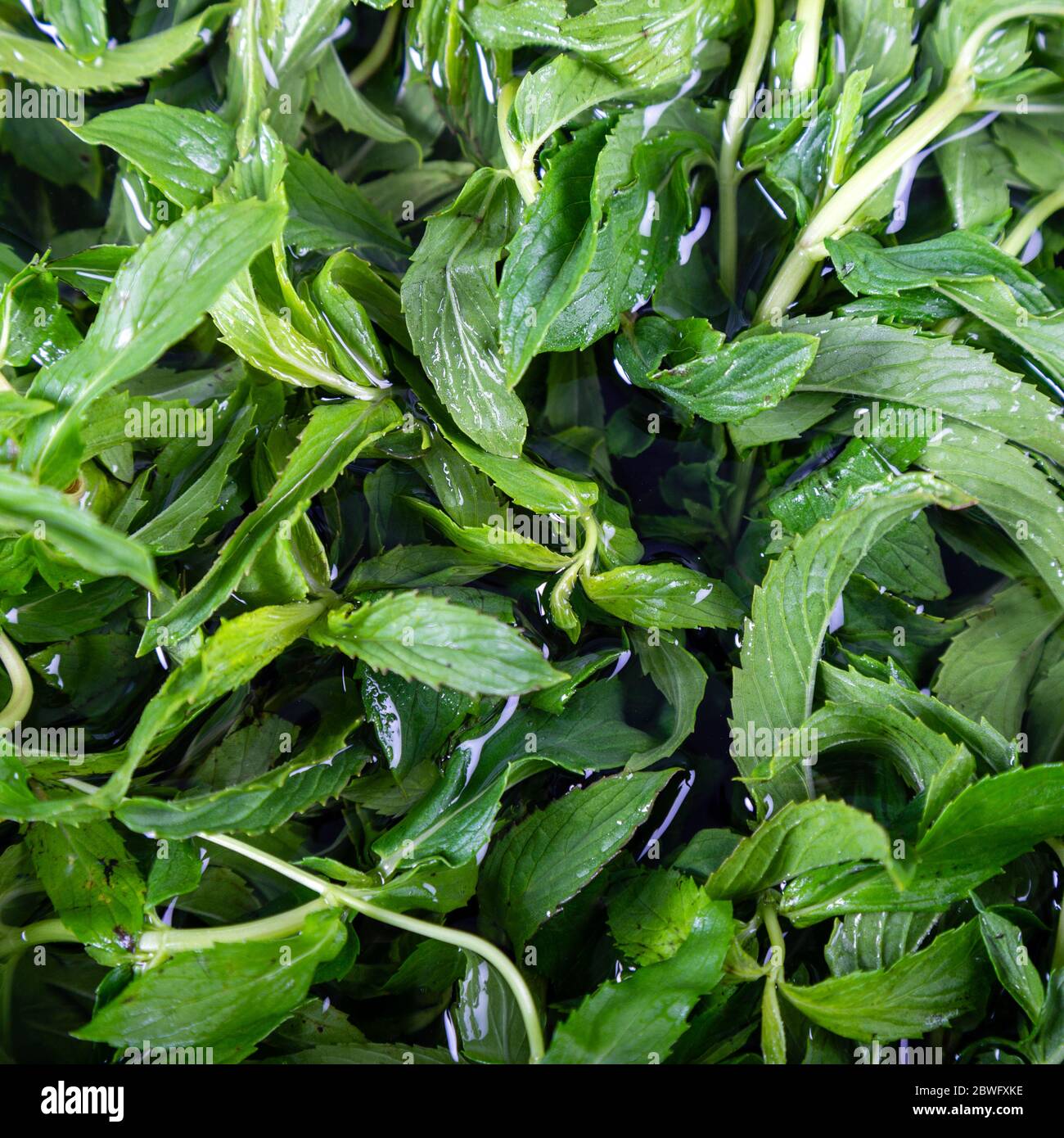 Sprigs mint hi-res stock photography and images - Alamy