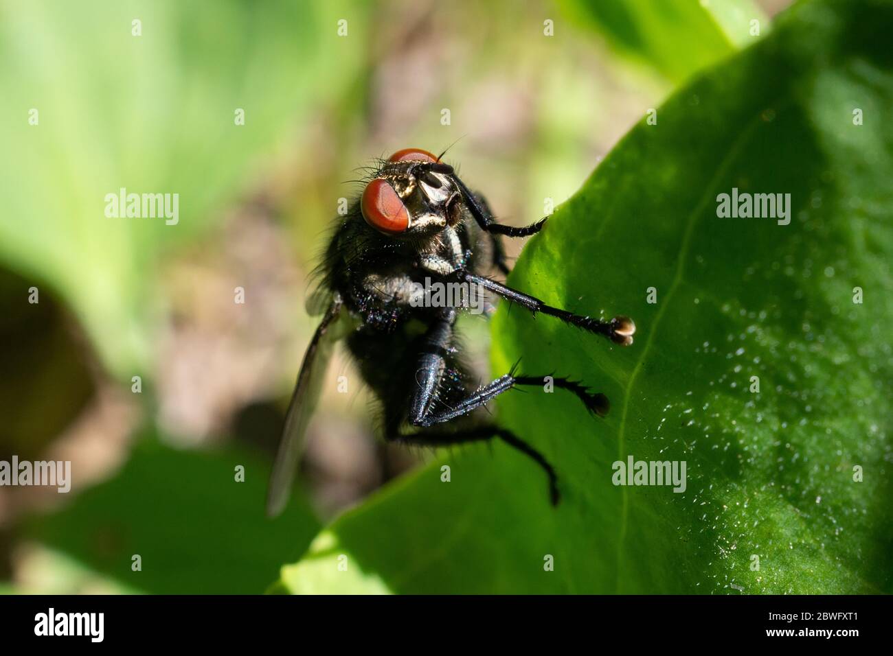 Exotic Drosophila Fruit Fly Diptera Insect on Plant Stock Photo - Alamy