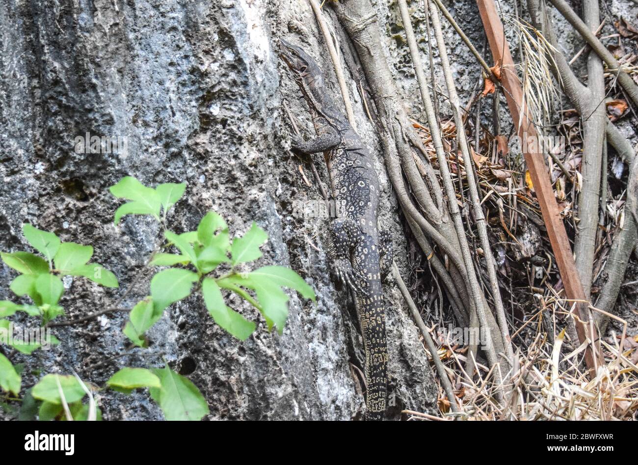 Asian water monitor teeth hi-res stock photography and images - Alamy