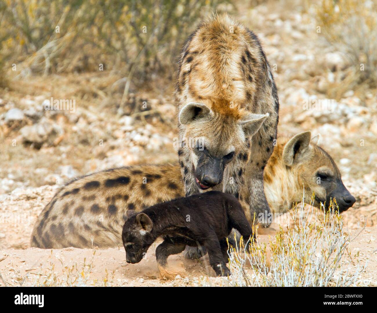 heyna and cubs africa, kgalagadi, kalahari Stock Photo - Alamy