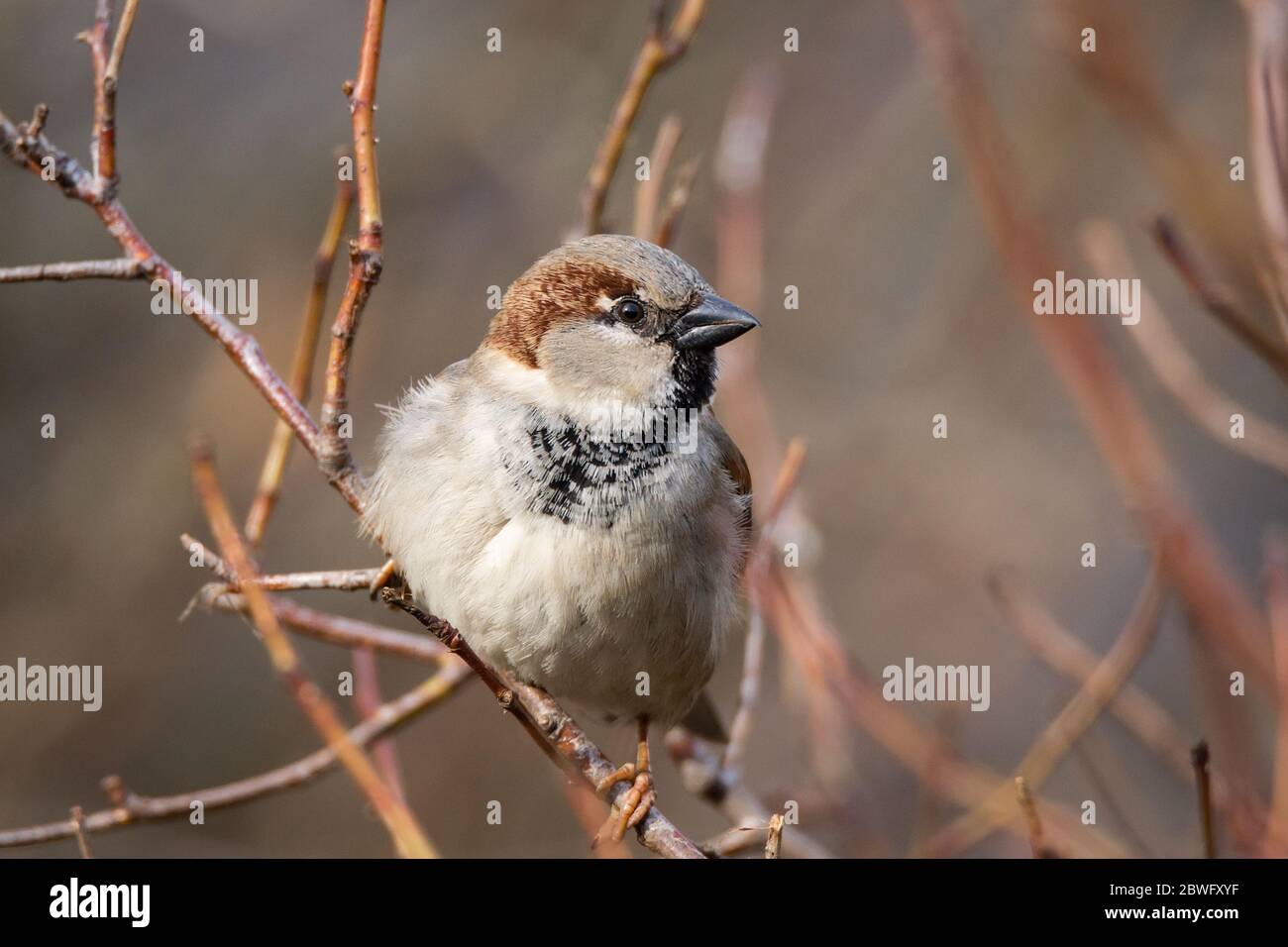 Close-up of beautiful brown sparrow perched on blooming tree twig ...