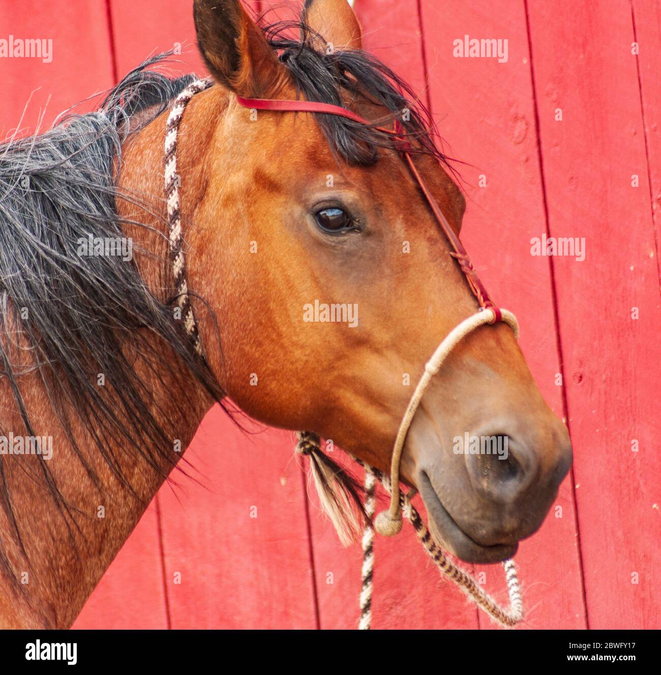 Vaquero horse hi-res stock photography and images - Alamy