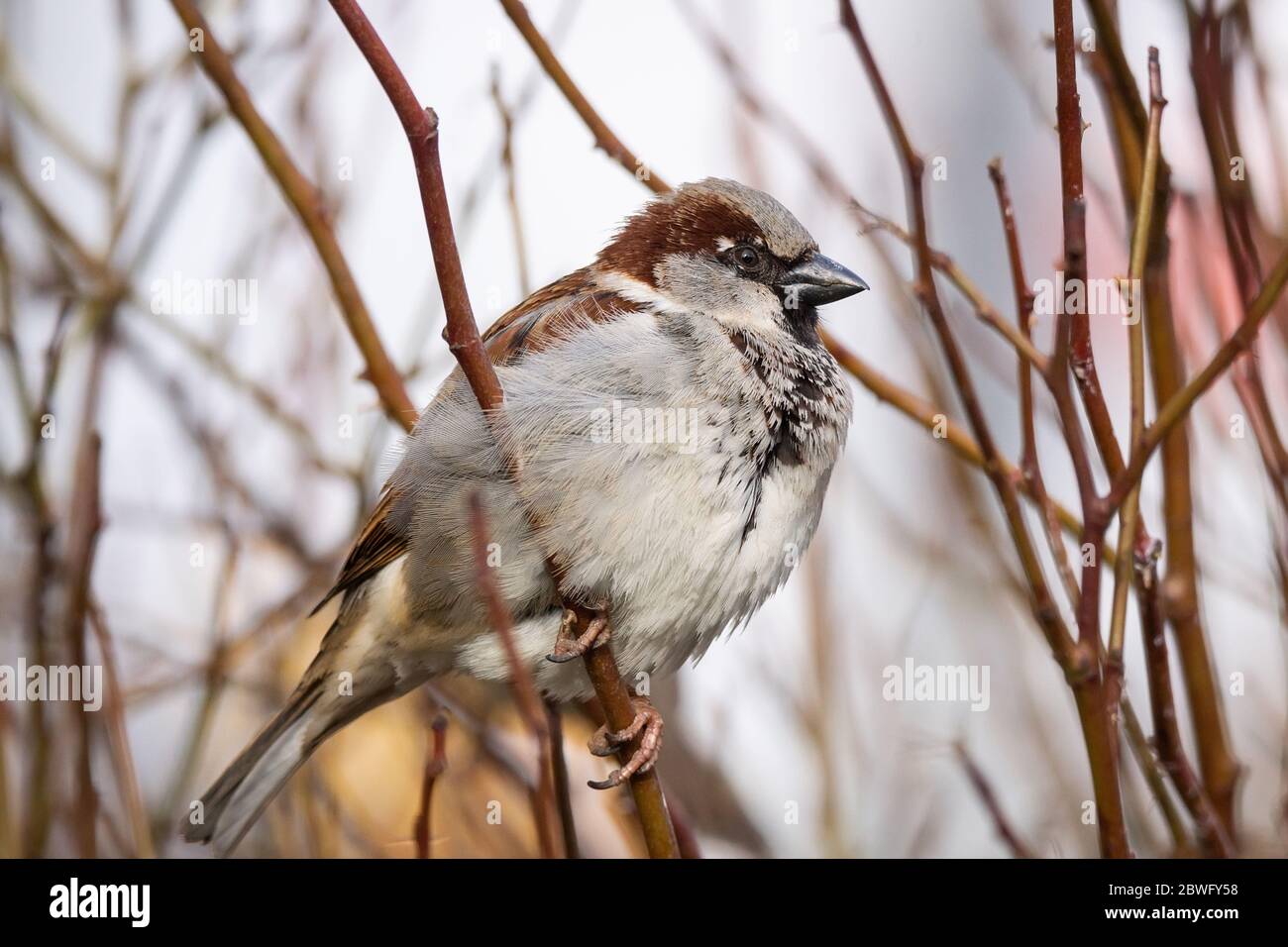 Close-up of beautiful brown sparrow perched on blooming tree twig ...