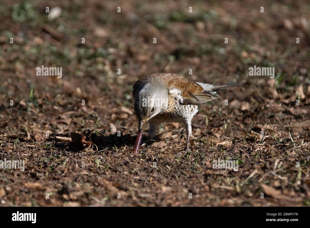 A song thrush pulls out of the ground a long worm. Fieldfare eating ...