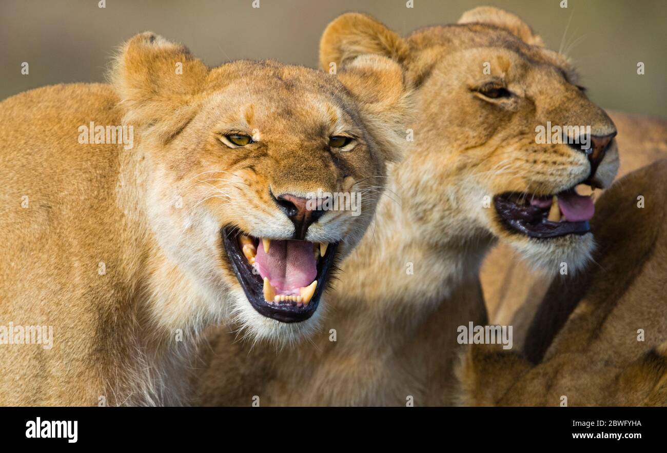 Two lionesses (Panthera leo), Ngorongoro Conservation Area, Tanzania ...