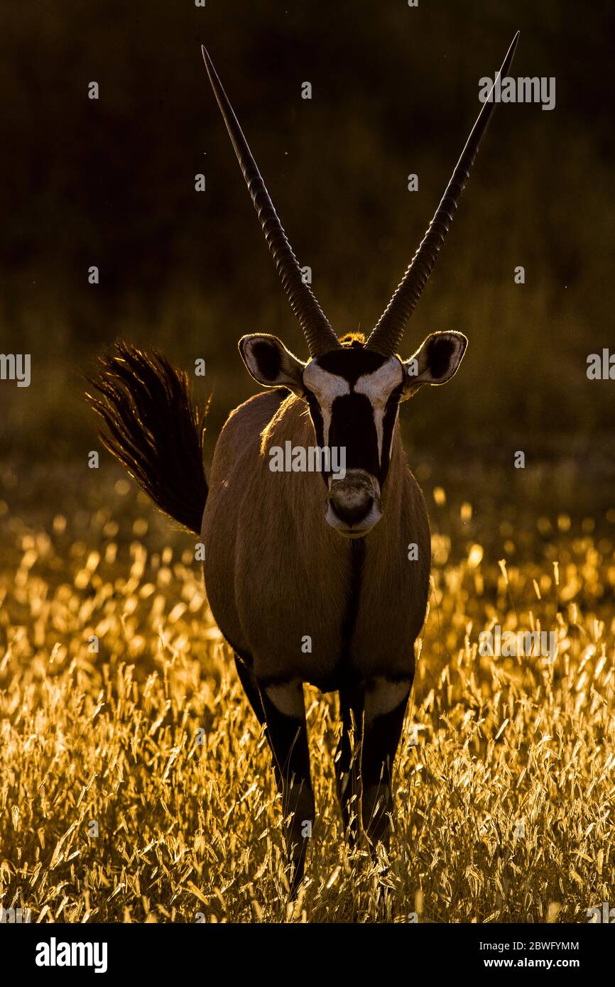 Male gemsbok or oryx (Oryx gazella), Kgalagadi Transfrontier Park ...