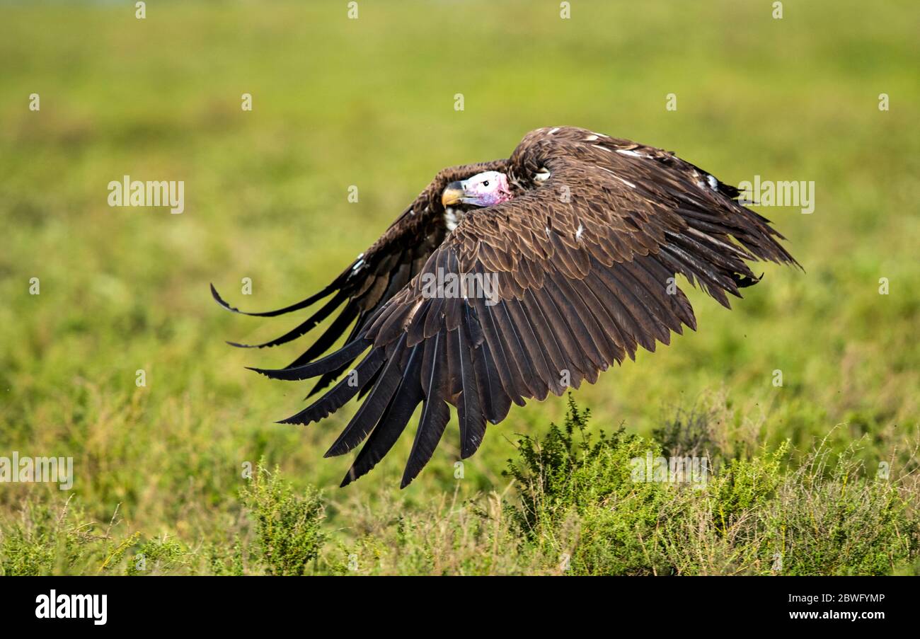 Lappet-faced vulture or Nubian vulture (Torgos tracheliotos) flying ...