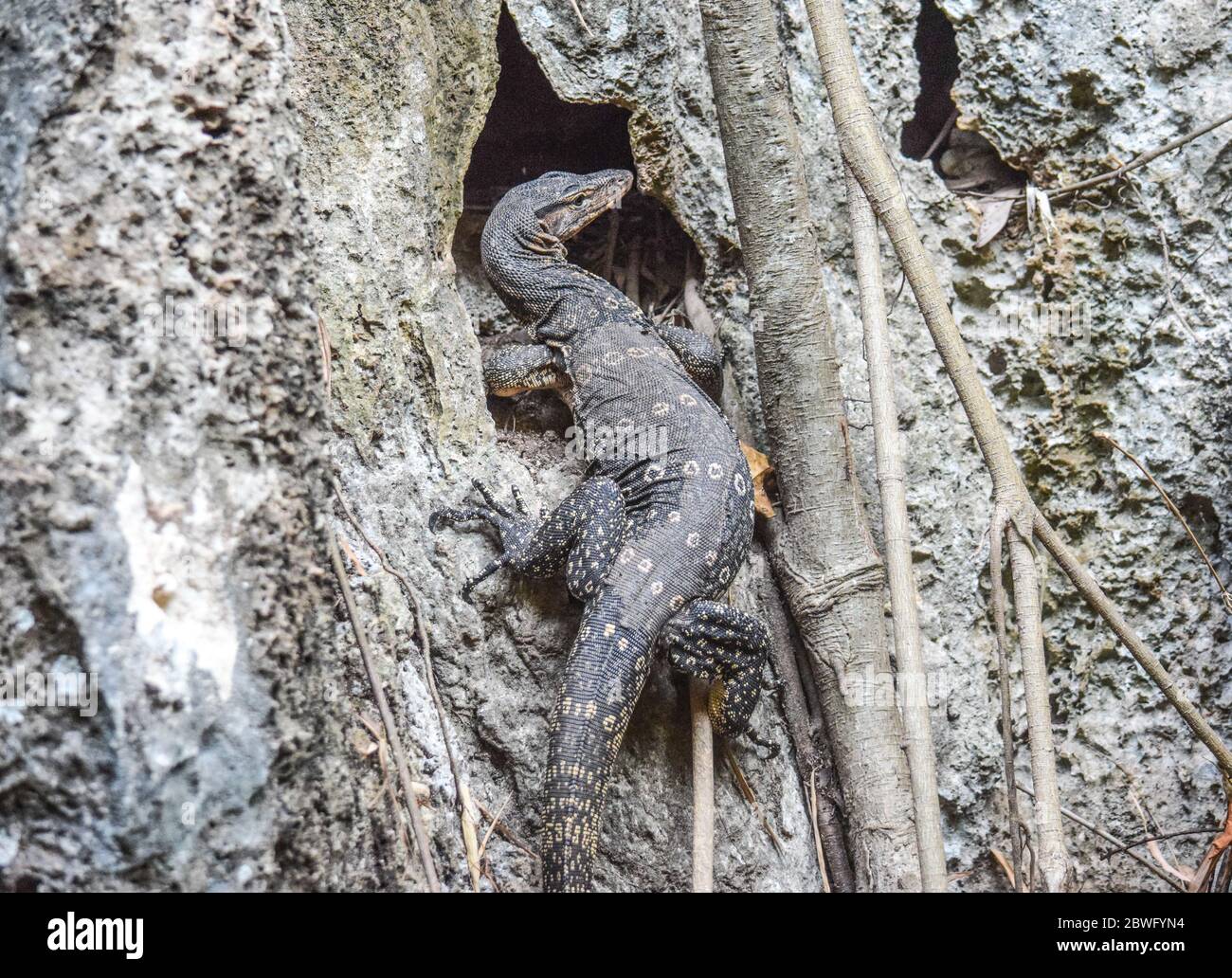Asian water monitor teeth hi-res stock photography and images - Alamy