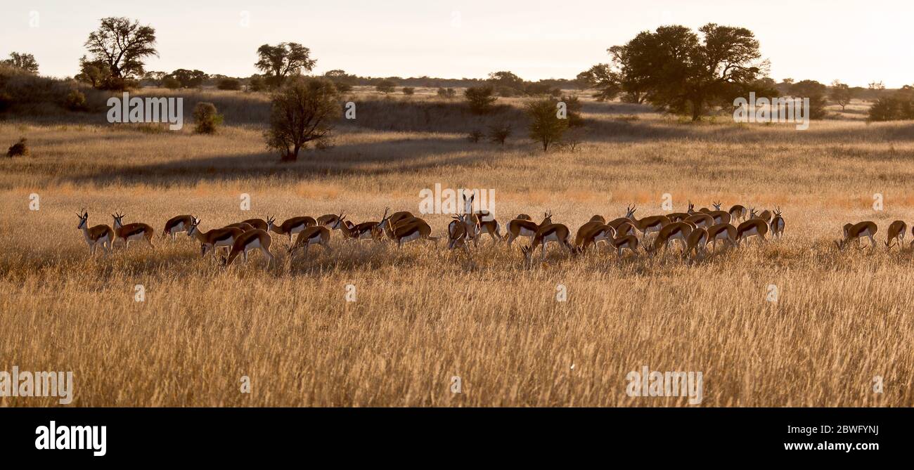 Springbok national symbol south africa hi-res stock photography and ...