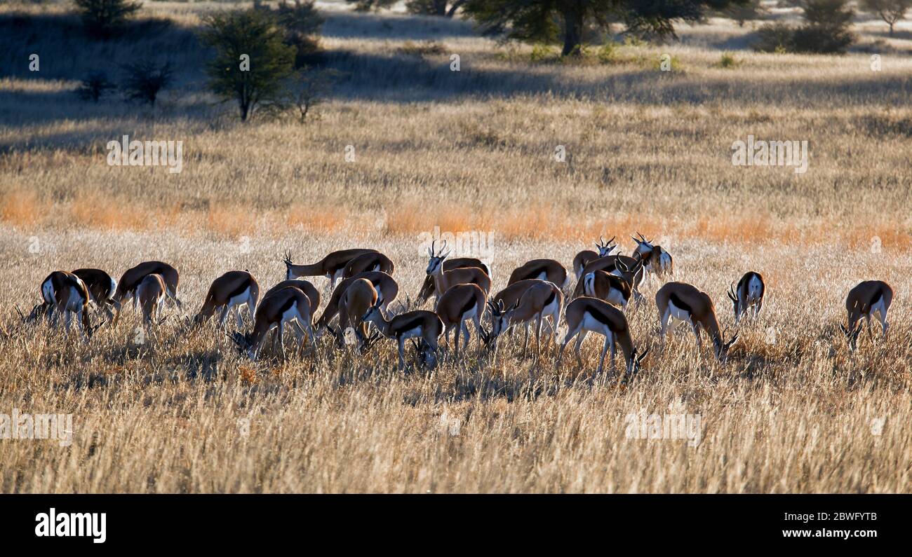 Springbok national symbol south africa hi-res stock photography and ...