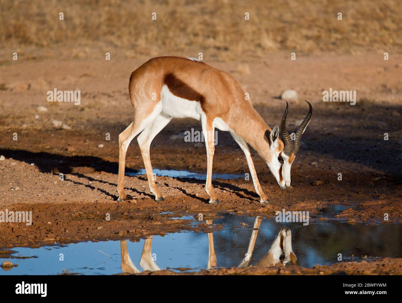 Springbok national symbol south africa hi-res stock photography and ...