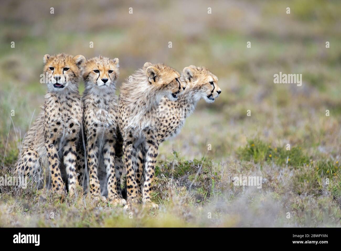 Group of four cheetahs (Acinonyx jubatus) sitting together, Ngorongoro ...