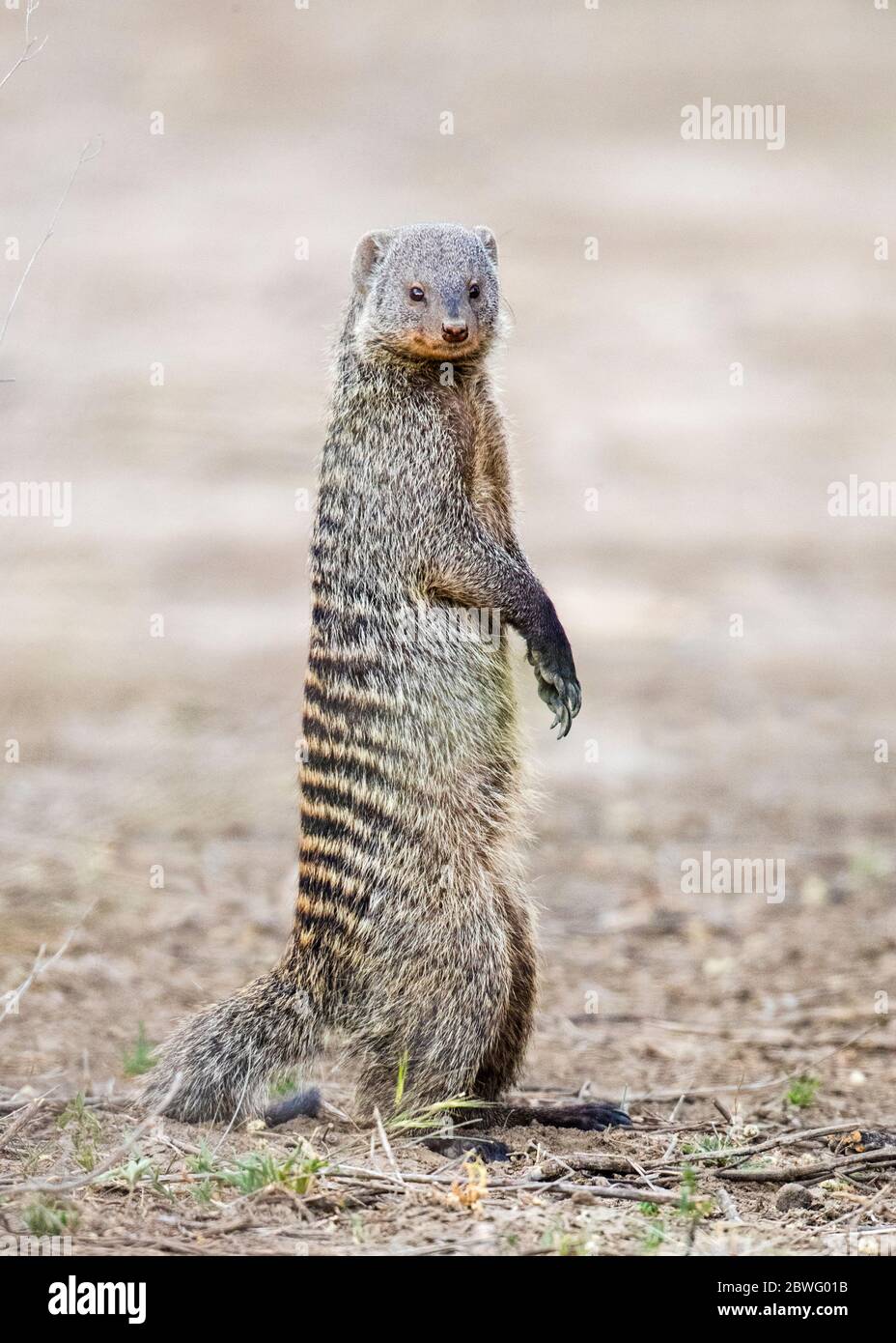 Banded mongoose (Mungos mungo) standing on hind legs, Ngorongoro ...