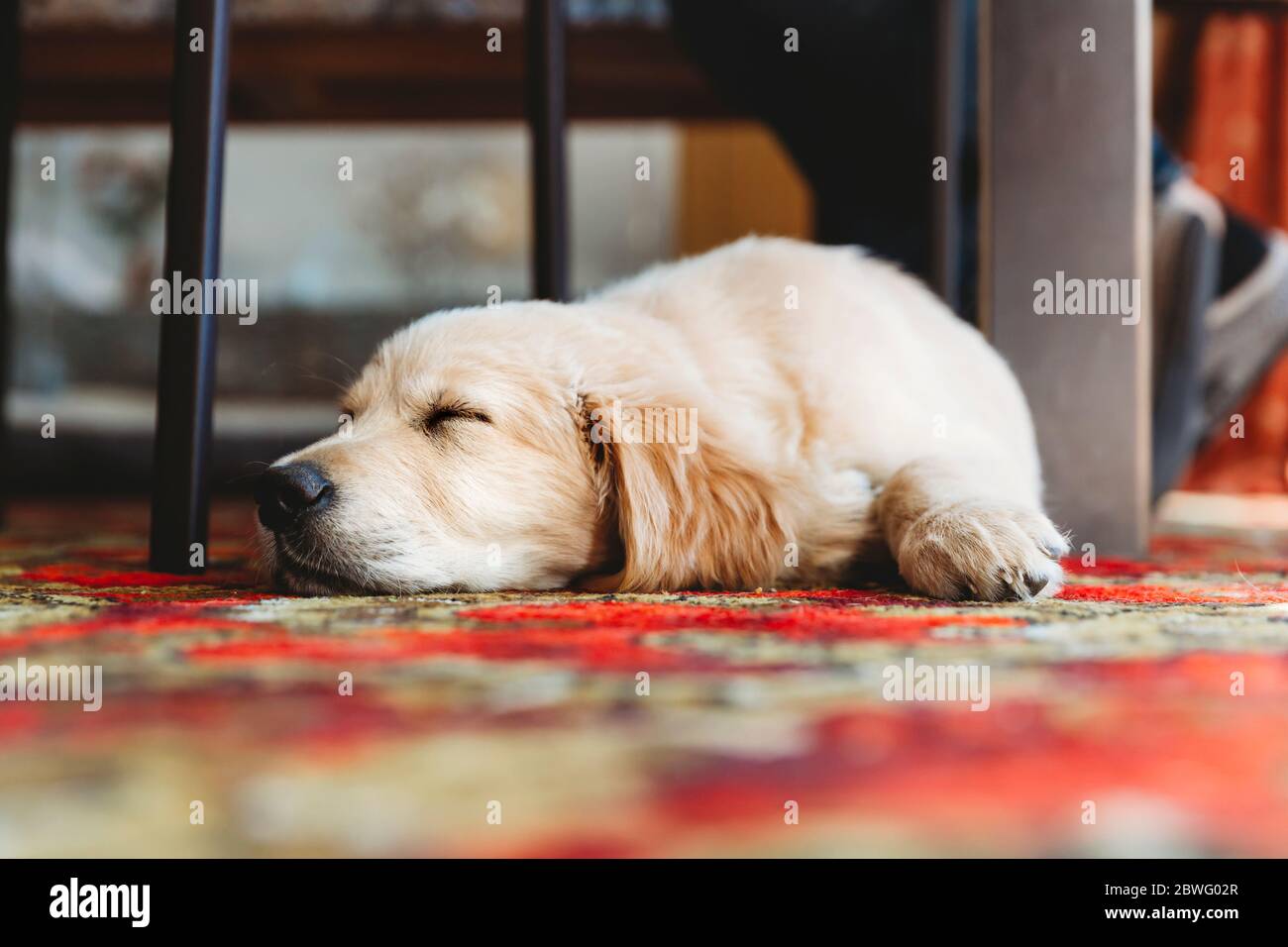 Low angle view of golden retriever labrador puppy dog sleeping Stock ...