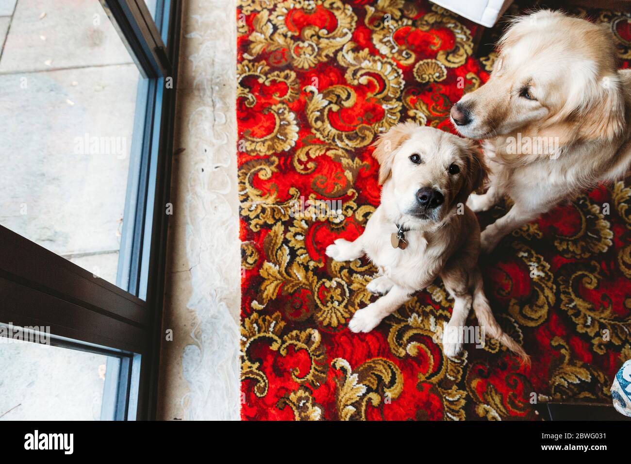 Overhead view of golden retriever labrador puppy and golden retriever ...