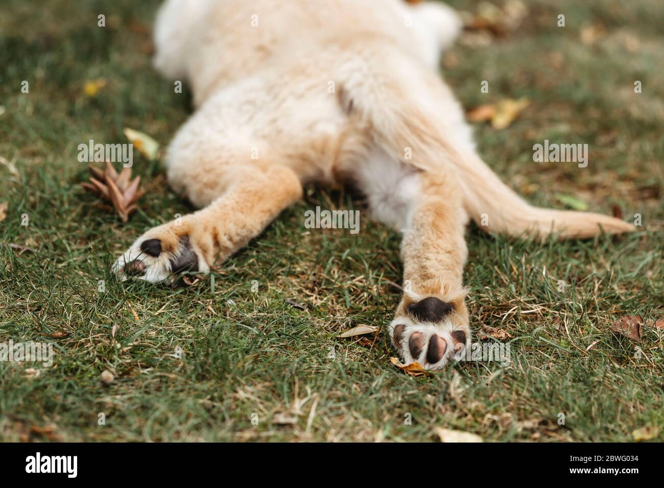 Rear view of labrador puppy dog paws lying dog Stock Photo - Alamy