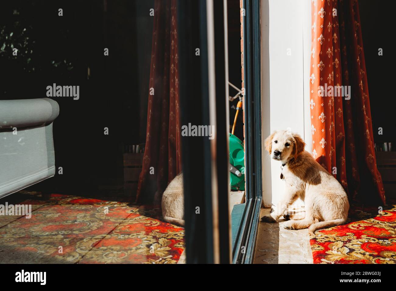 Cute golden retriever labrador puppy sitting at sliding door Stock ...