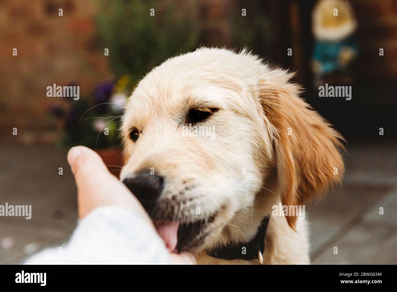 Close up of golden retriever labrador puppy dog licking hand Stock ...