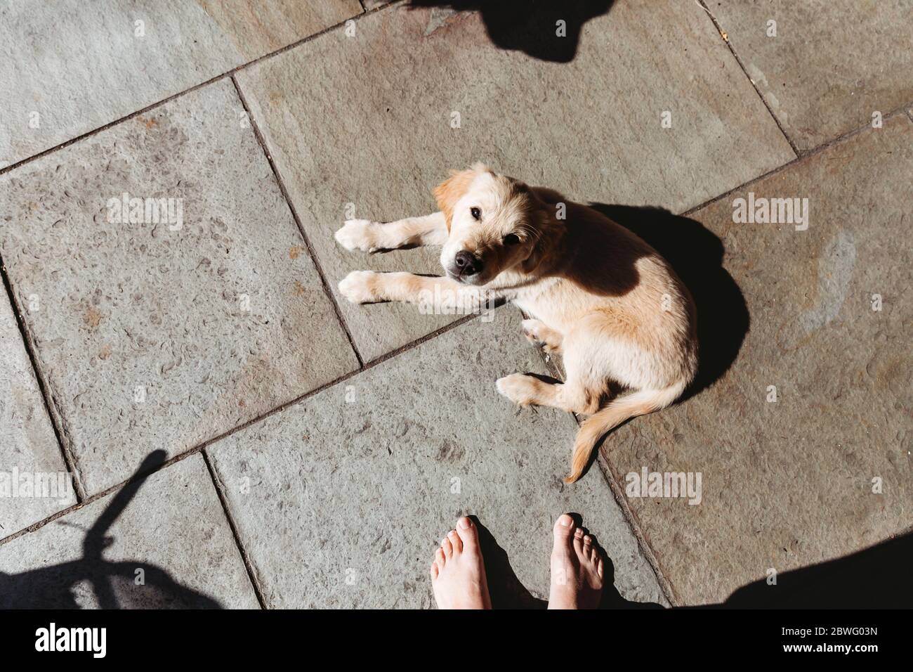 Overhead view of golden retriever labrador puppy dolying down on patio ...