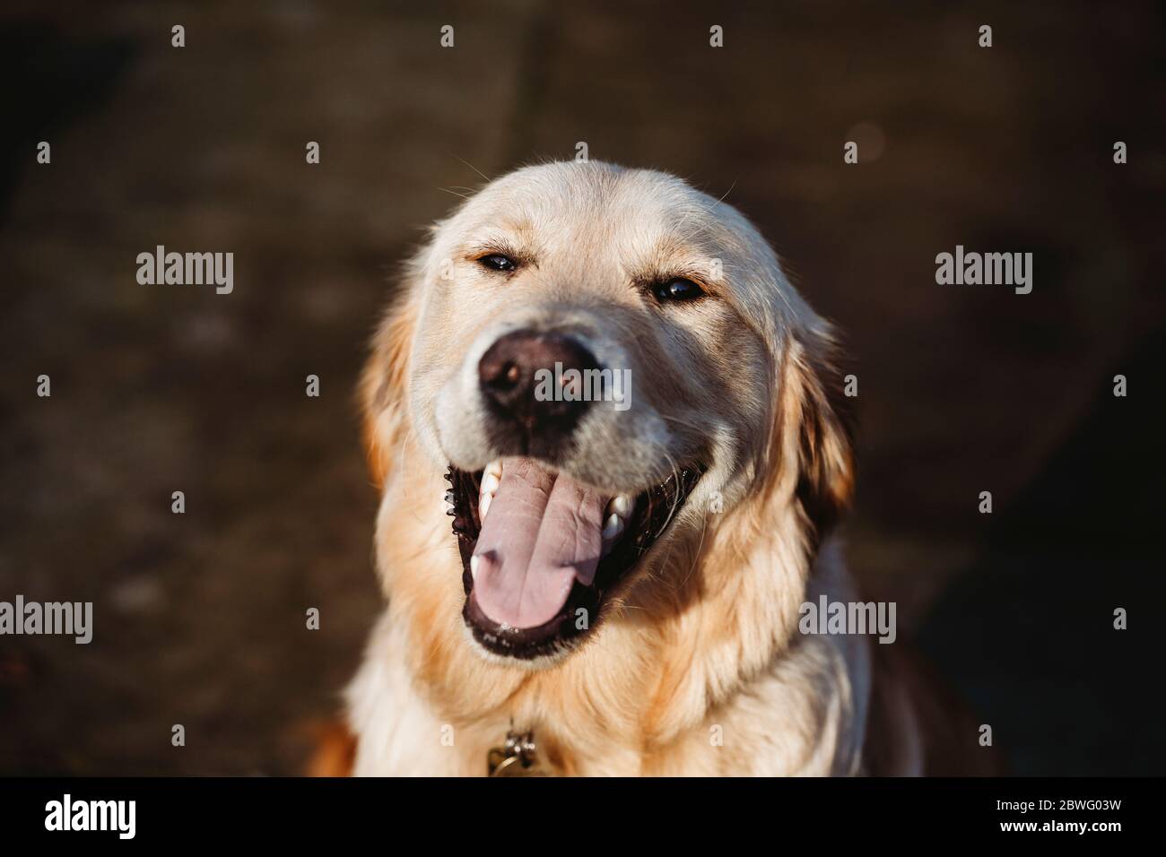 Golden lab eyes hi-res stock photography and images - Alamy