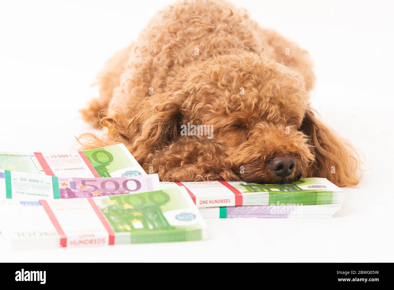 Little dog and money. money different banknotes with poodle dog Stock ...