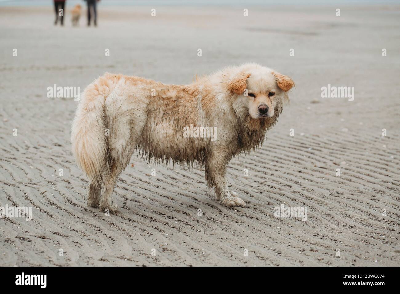 Mucky street hi-res stock photography and images - Alamy