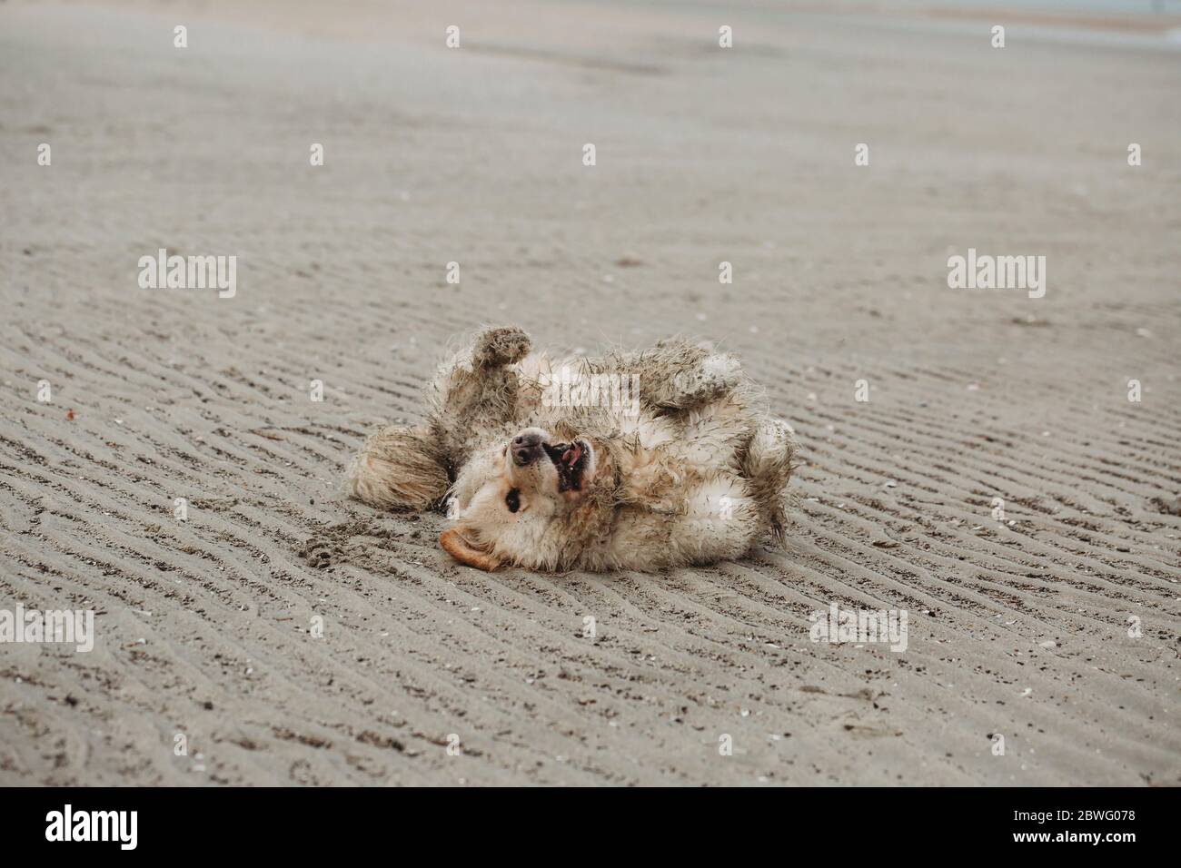 Low angle view of happy sandy dog rolling on her back on the beach ...