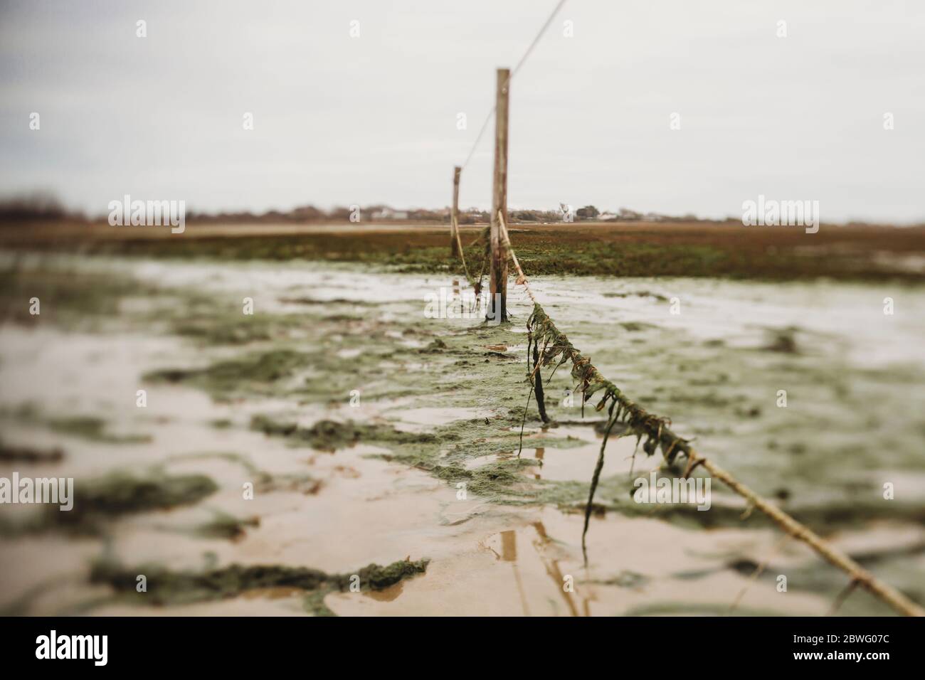 Seaweed Rope High Resolution Stock Photography and Images - Alamy