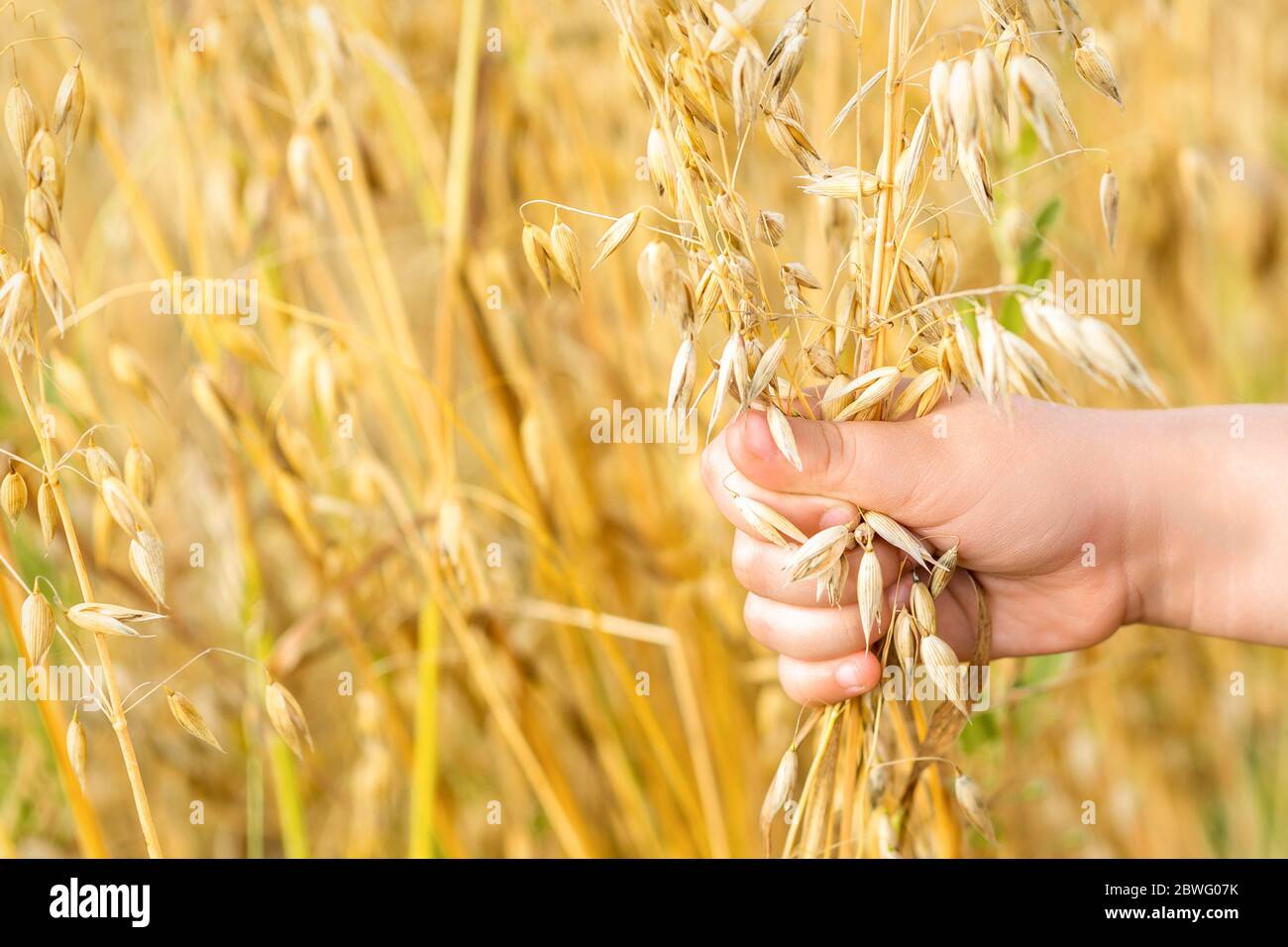 Farmer holding oats hi-res stock photography and images - Alamy
