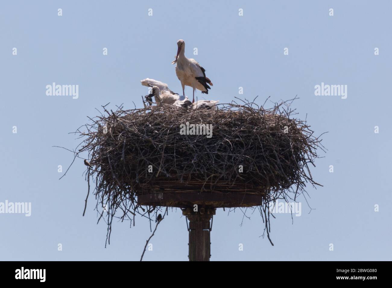 Weisser breed hi-res stock photography and images - Alamy