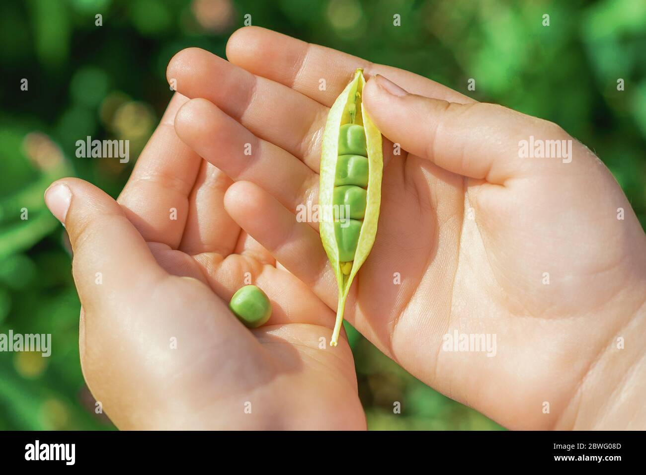 Top view of hands of a child holding open pod in the garden. Harvesting ...