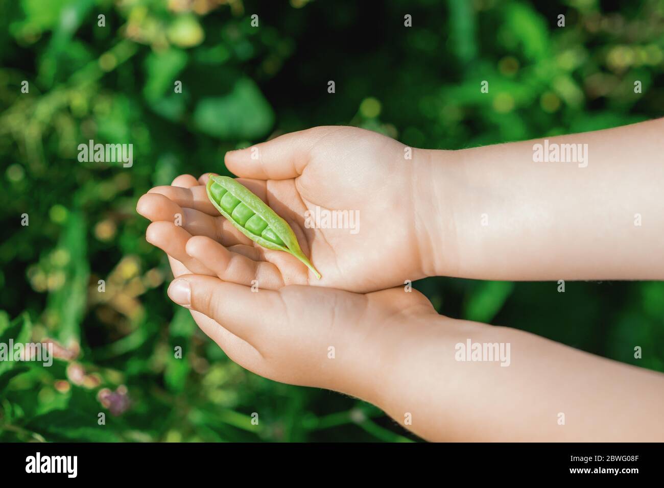 Hands holding open pea pod hi-res stock photography and images - Alamy