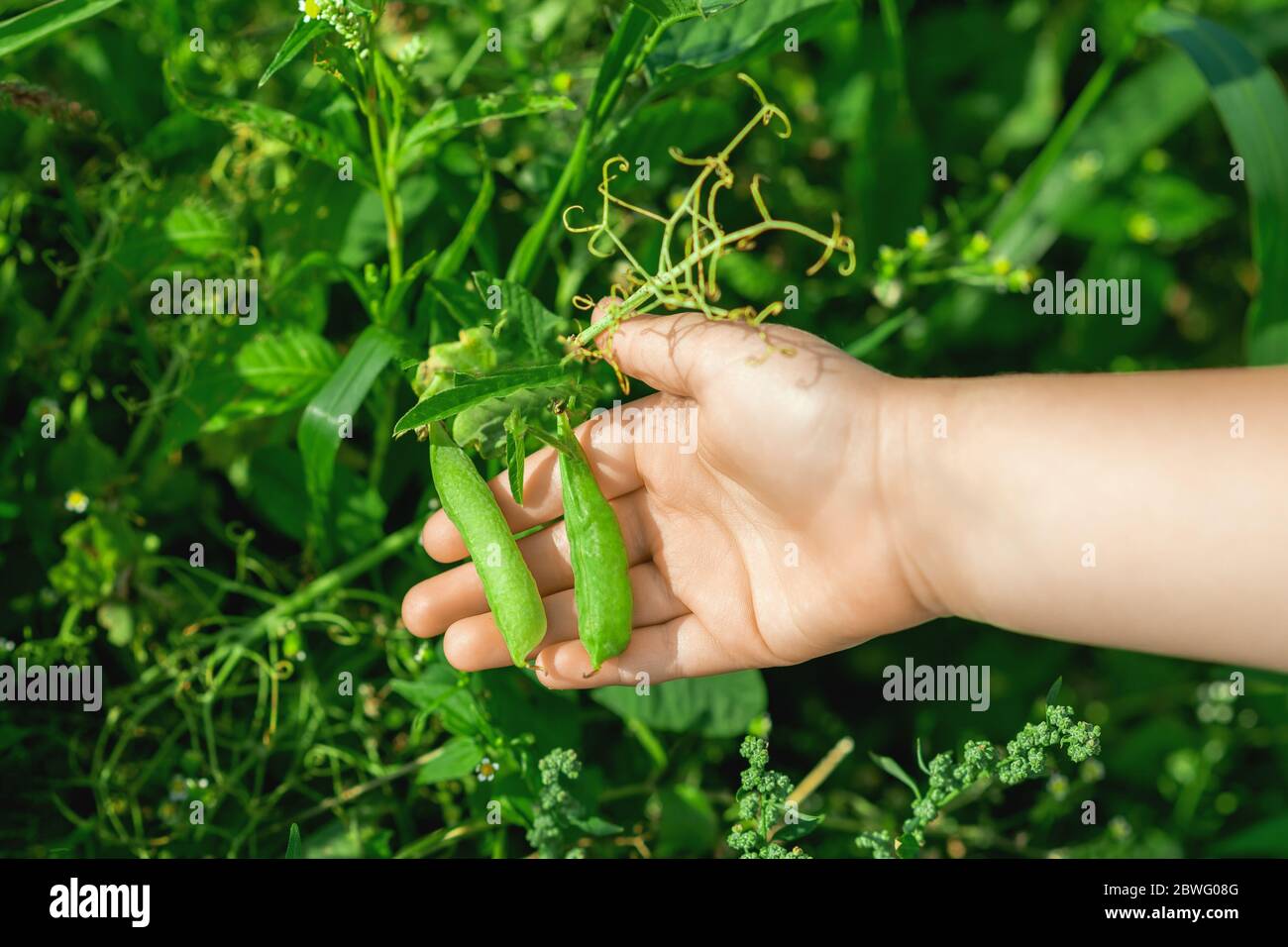 How to pick field peas hi-res stock photography and images - Alamy