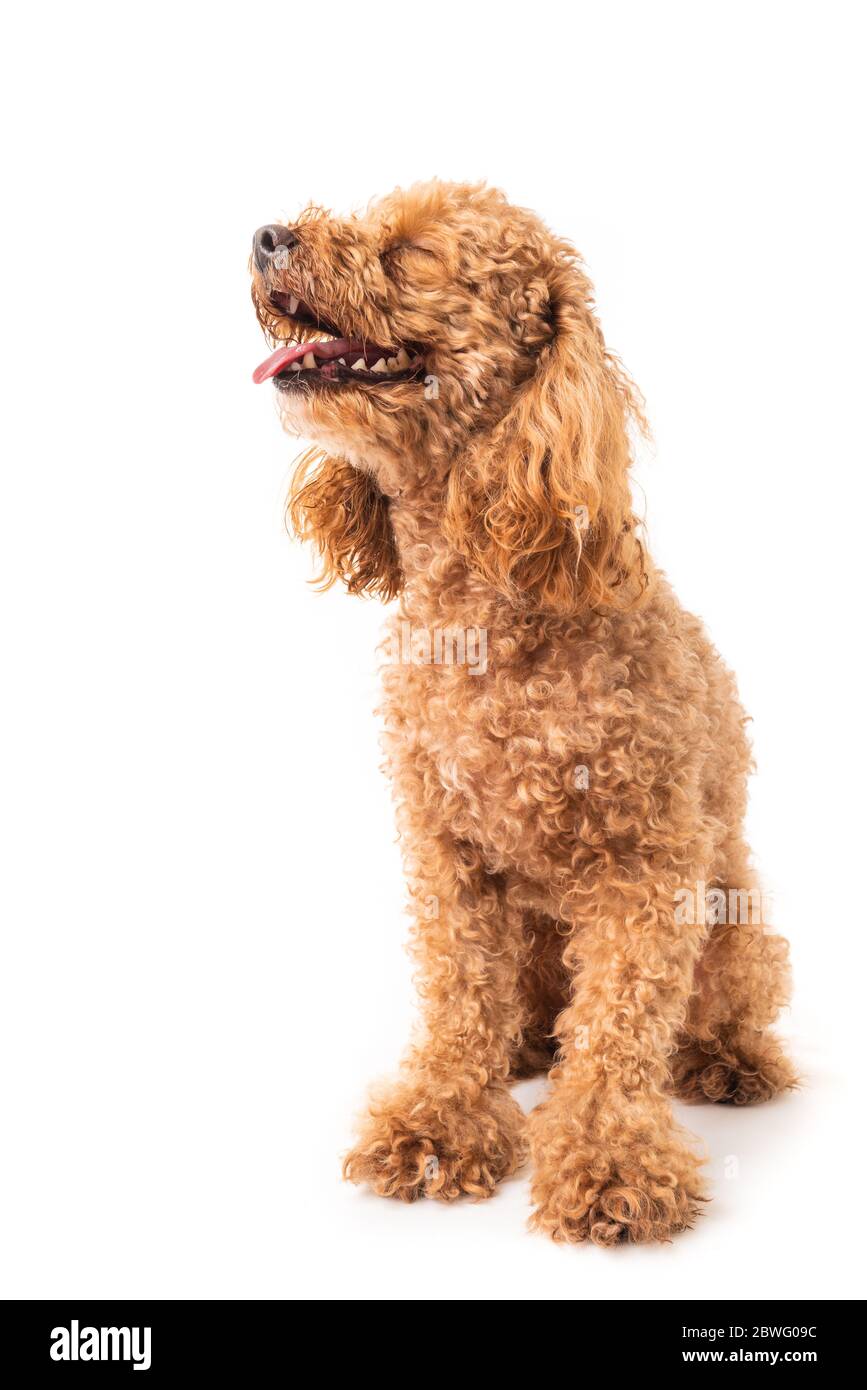 Red poodle isolated on white background Stock Photo - Alamy