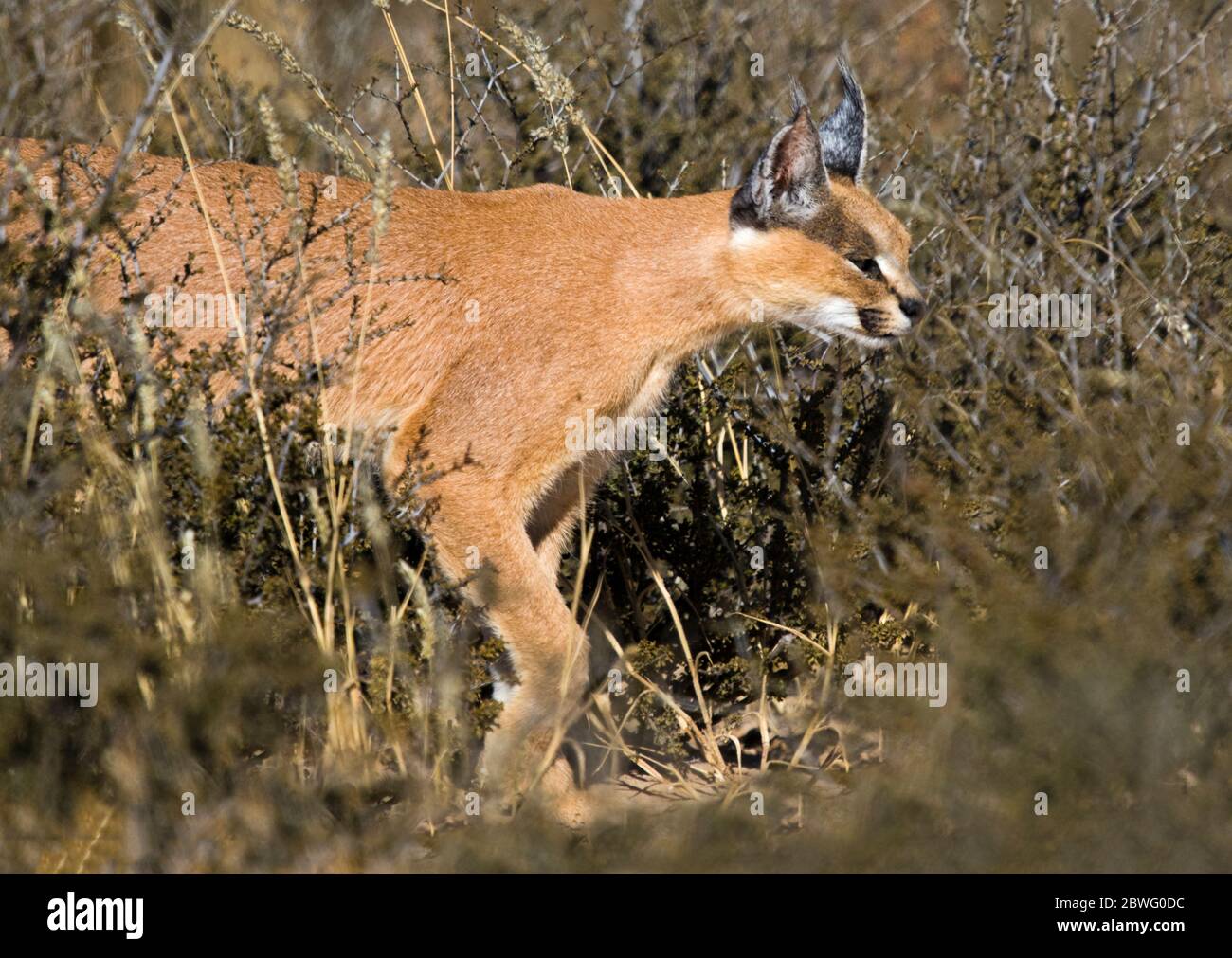 Caracal caracal hi-res stock photography and images - Alamy