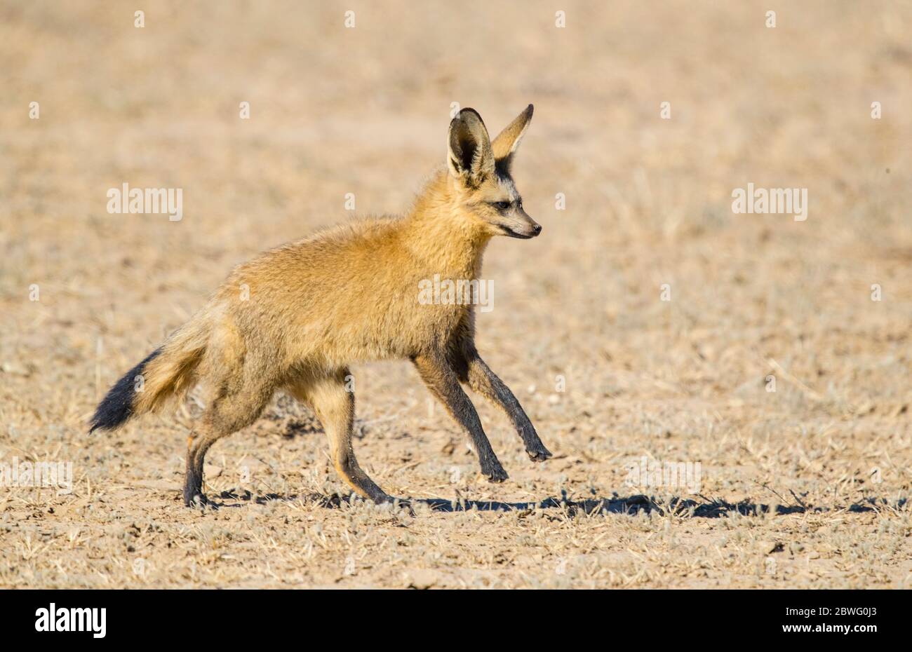 Bat-eared fox (Otocyon megalotis) running, Kgalagadi Transfrontier Park ...